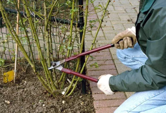 Rose Prinzessin Margareta (Krounprinzessin Margareta, Krounprinzessin Margaret): Foto a Beschreiwung, Bewäertunge vun der Austin Hybrid Téi Park Varietéit 329_5