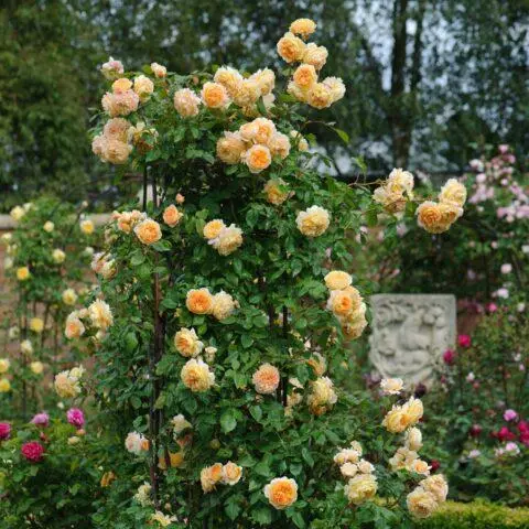 Rose Princess Margareta (Crown Princess Margareta, Crown Princess Margaret): 사진 및 설명, 오스틴의 하이브리드 차 공원 다양성에 대한 리뷰 329_6