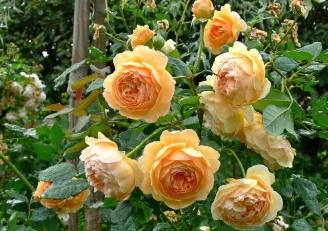 Rose Princess Margareta (Crown Princess Margareta, Crown Princess Margaret): duab thiab lus piav qhia, tshuaj xyuas ntawm Austin's hybrid tea park ntau yam 329_8