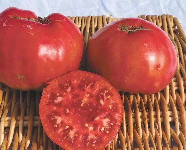 Pomodoro Pan di Zucchero: caratteristiche e descrizione della varietà, foto, recensioni di giardinieri, resa, video 3301_1