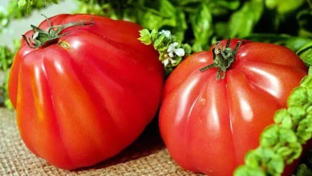 Pomodoro Pan di Zucchero: caratteristiche e descrizione della varietà, foto, recensioni di giardinieri, resa, video 3301_3