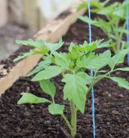 Pomodoro Pan di Zucchero: caratteristiche e descrizione della varietà, foto, recensioni di giardinieri, resa, video 3301_4