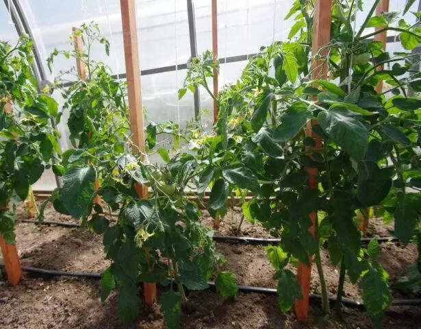 La hija de Tomato Daddy F1: características y descripción de la variedad, fotos, reseñas de jardineros, rendimiento, quién plantó, video. 3302_3