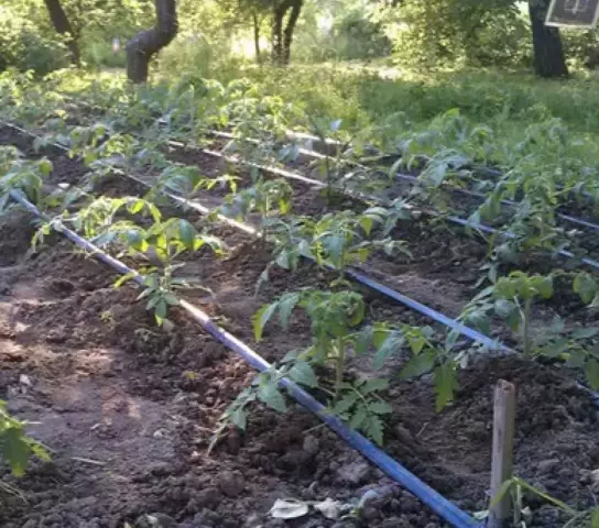 La hija de Tomato Daddy F1: características y descripción de la variedad, fotos, reseñas de jardineros, rendimiento, quién plantó, video. 3302_4