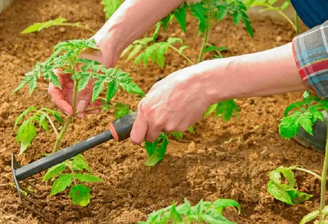 Tomato Daddy gabadhiisa F1: astaamaha iyo sharraxaadda kala duwan, sawirrada, dib u eegista bannaanka, dhalid, yaa beeray, fiidiyaha 3302_5