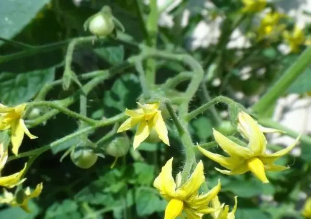 Boron għat-tadam: għalf tal-weraq, meta tisprejja, kif tapplika fertilizzant 3305_5