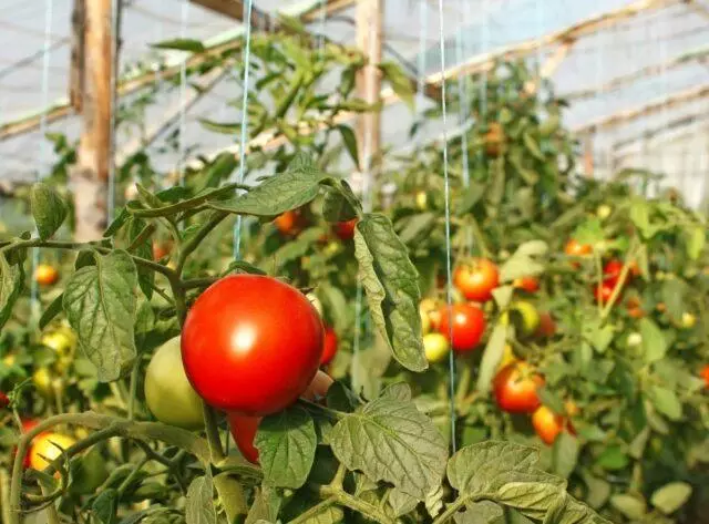 Boro per pomodori: concimazione fogliare, quando spruzzare, come applicare il fertilizzante 3305_7