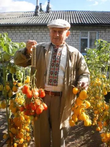 Crema de tomate Bendrik vermello e amarelo: características e descrición da variedade, fotos, comentarios 3306_1