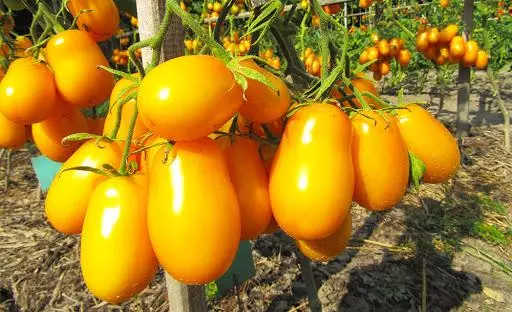 Amavuta ya Tomato Bendrik umutuku n'umuhondo: ibiranga no gusobanura ibintu bitandukanye, amafoto, gusubiramo 3306_4