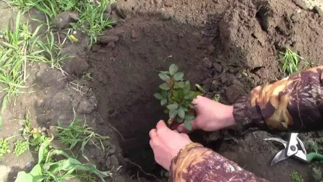 ვარდისფერი წითელი ოქრო (წითელი ოქრო): ფოტო და აღწერა, მიმოხილვები, დარგვა და მოვლა 331_2