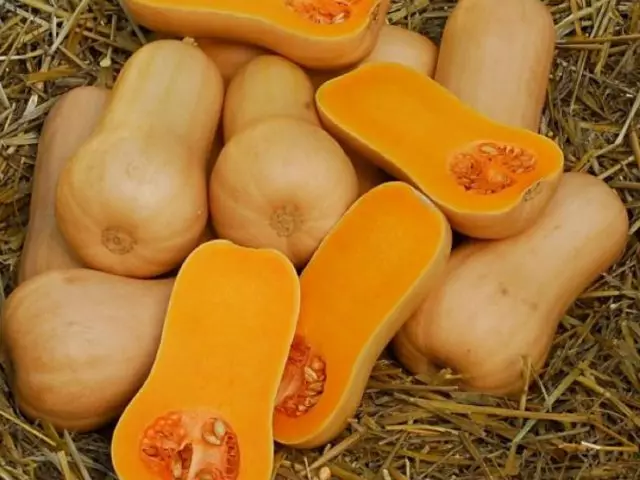 Butternut manhanga: tsananguro yemhando dzakasiyana, mapikicha, ongororo, kurima musango 3329_16