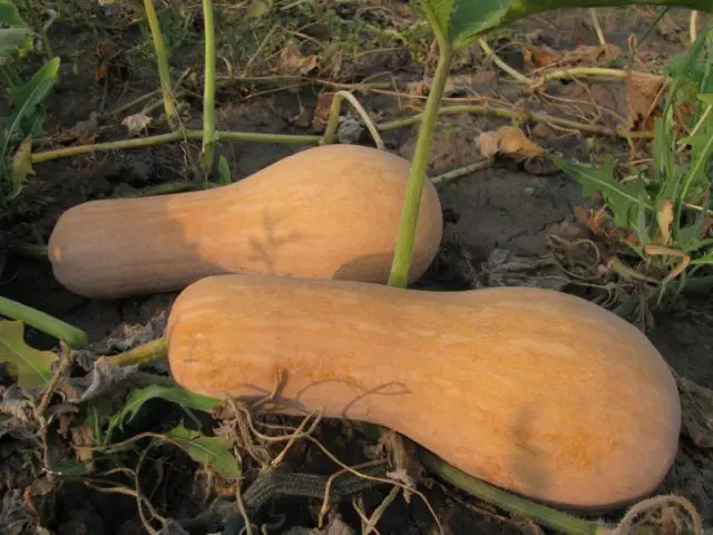 Butternut manhanga: tsananguro yemhando dzakasiyana, mapikicha, ongororo, kurima musango 3329_5