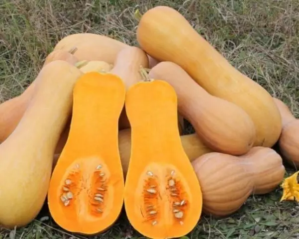 Butternut manhanga: tsananguro yemhando dzakasiyana, mapikicha, ongororo, kurima musango 3329_7