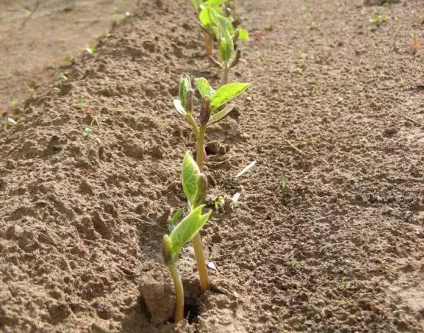 Beans Tandaan asparagus