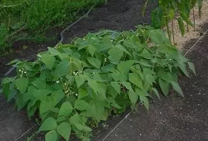 Fantasi kacang asparagus