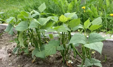 Fantasi kacang asparagus