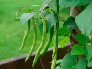 Fantasi kacang asparagus