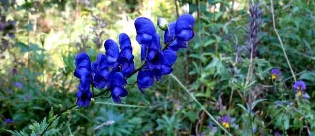 «Aconite dzungarsky»