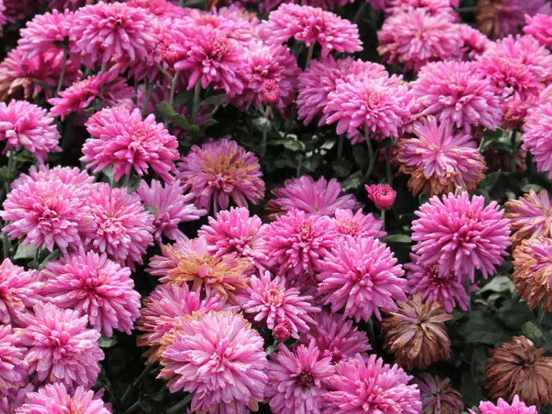 Chrysanthemum: cara nyebar ing omah lan ing kebon, cara lan aturan pamisahan