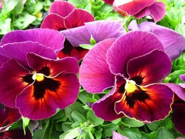 Pansies: үрөндөн өсүү, качан көчөттөрдү отургузуу керек 3367_2