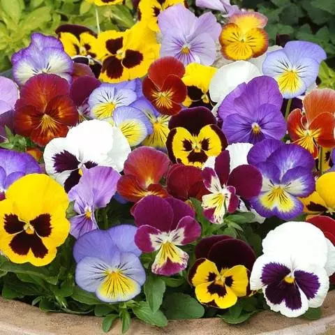 Pansies: เติบโตจากเมล็ดเมื่อปลูกเพื่อต้นกล้า 3367_8