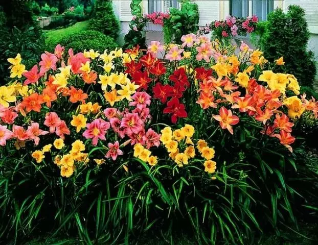 Daylilies