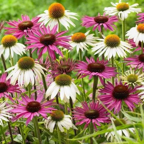 Echinacea