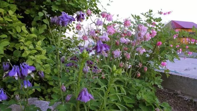 Aquilegia