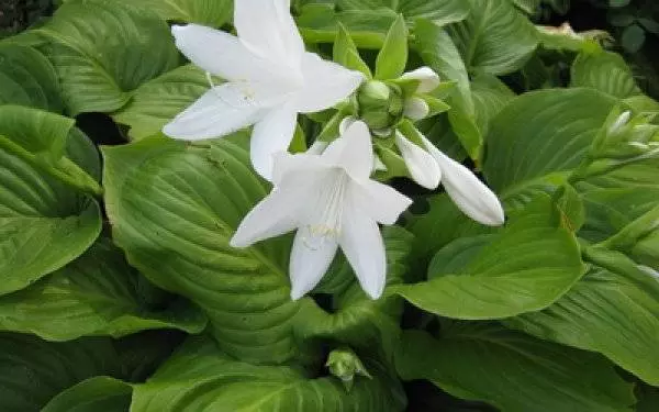 Hosta