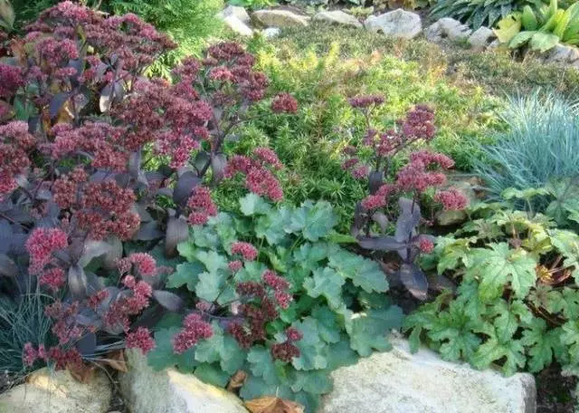 Las flores perennes para el jardín son de floración larga y sin pretensiones.