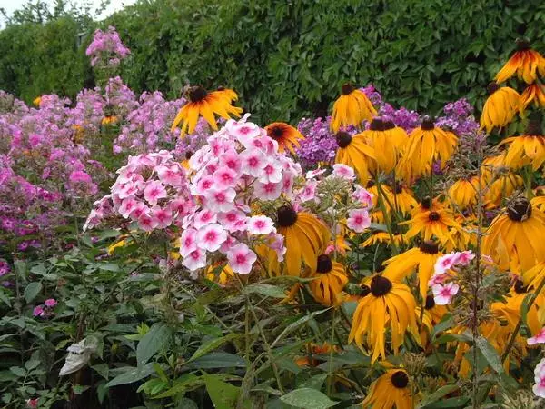 Las flores perennes para el jardín son de floración larga y sin pretensiones.