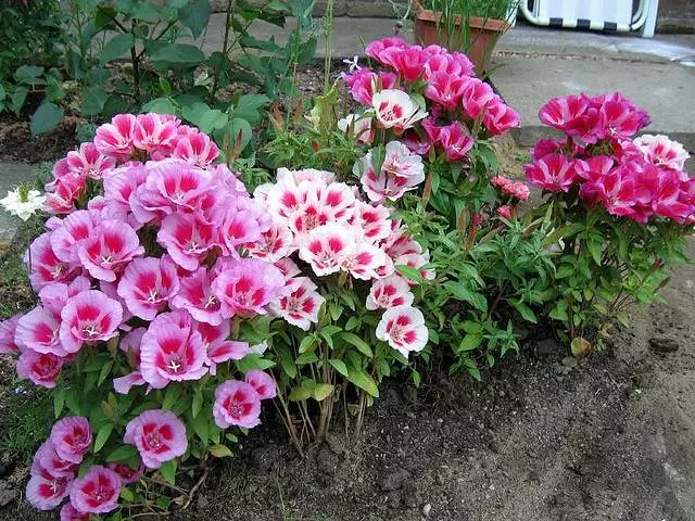 Fleurs annuelles en fleurs sans prétention pour un parterre de fleurs 3375_14