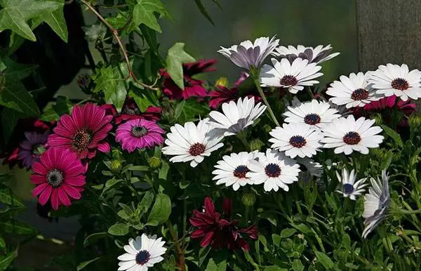 Fleurs annuelles en fleurs sans prétention pour un parterre de fleurs 3375_26