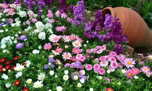 Fleurs annuelles en fleurs sans prétention pour un parterre de fleurs 3375_3