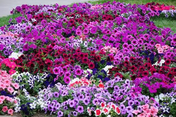 Fleurs annuelles en fleurs sans prétention pour un parterre de fleurs 3375_31