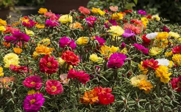 Fleurs annuelles en fleurs sans prétention pour un parterre de fleurs 3375_32