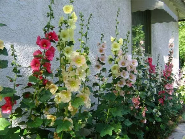 Fleurs annuelles en fleurs sans prétention pour un parterre de fleurs 3375_7