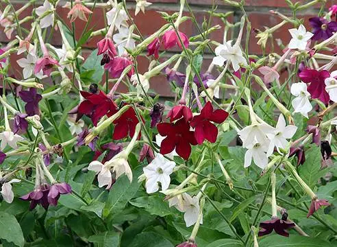 Fleurs annuelles en fleurs sans prétention pour un parterre de fleurs 3375_8