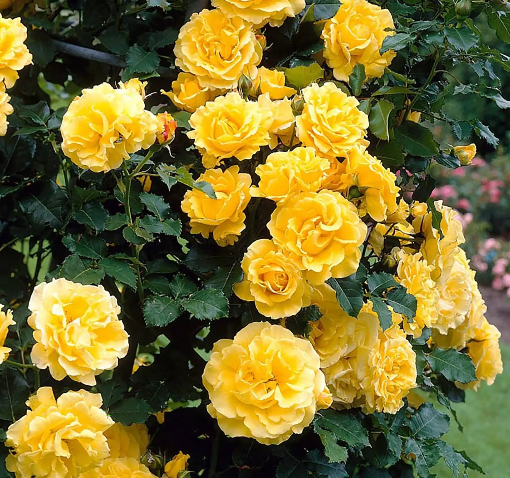 Climbing rose Golden Perfume: isithombe kanye nencazelo, ukubuyekezwa