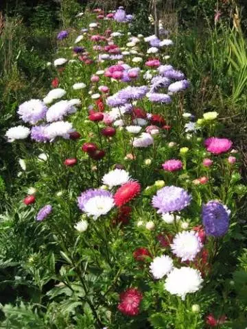 Peony aster: tumbuh dari biji, kapan menanam 3382_1