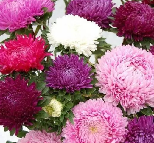 Peony aster: tumbuh dari biji, kapan menanam 3382_2