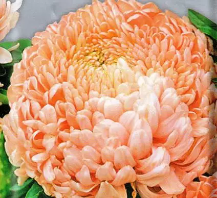 Peony aster: tumbuh dari biji, kapan menanam 3382_3