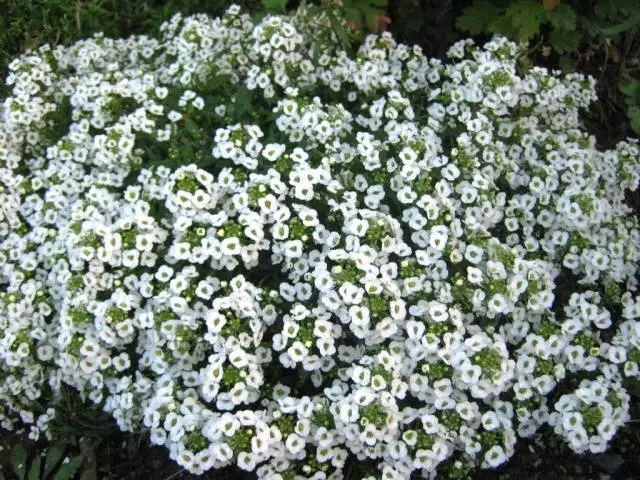 Alyssum Snow paklājs: apraksts, foto 3389_1