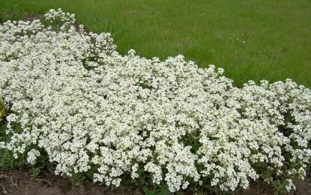 Alyssum Snow paklājs: apraksts, foto 3389_3