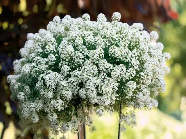 Alyssum Snow paklājs: apraksts, foto 3389_4