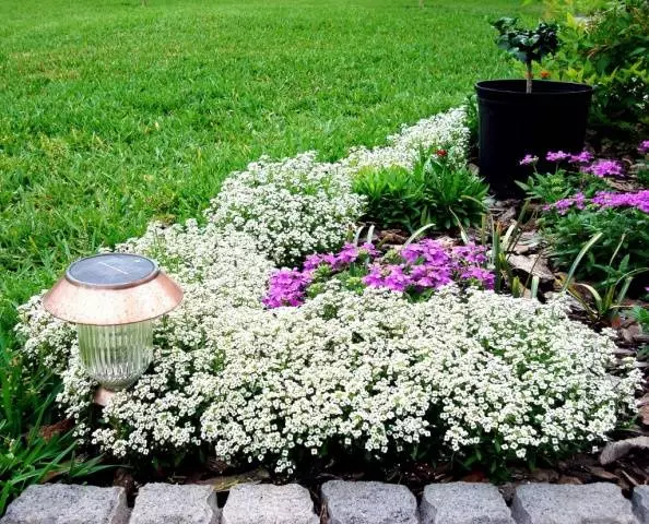 Snježni tepih Alyssum: opis, fotografija 3389_5