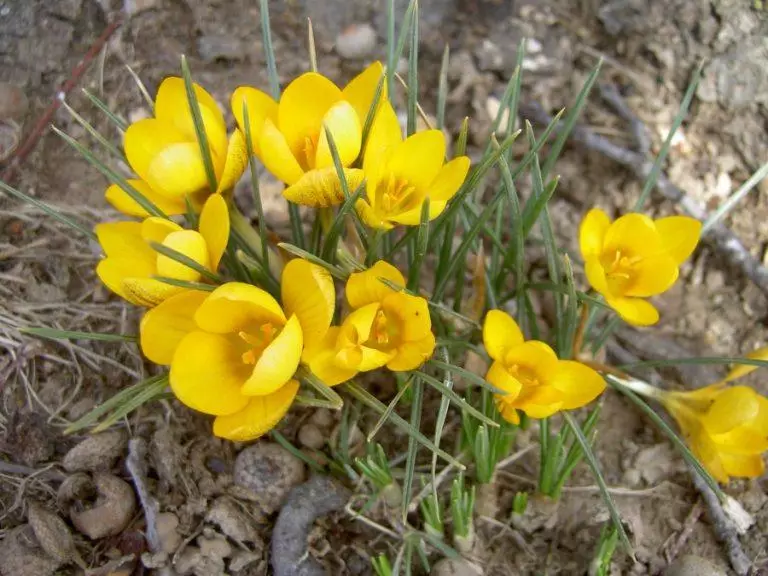 Flor columnar (otoñal): foto y descripción, trasplante, cómo plantar en otoño, primavera, diferencia con el azafrán, propiedades medicinales y contraindicaciones.