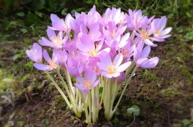 Columnar flower (autumnal): chithunzi ndi kufotokozera, kumuika, momwe mungabzalidwe nthawi yophukira, masika, kusiyana ndi crocus, mankhwala ndi zotsutsana 338_1