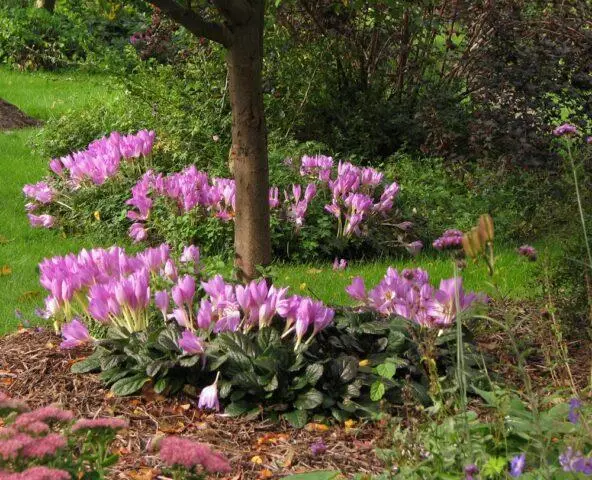 Columnar nga bulak (tingdagdag): litrato ug paghulagway, transplant, kung giunsa pagtanum sa tingdagdag, tingpamulak, kalainan gikan sa crocus, mga kabtangan sa medisina ug mga kontra 338_11