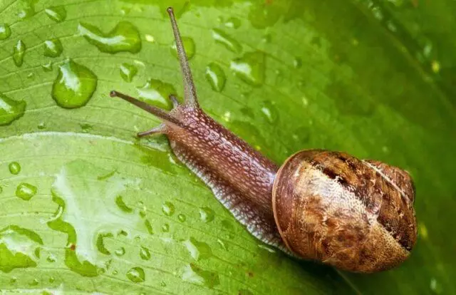 Columnar nga bulak (tingdagdag): litrato ug paghulagway, transplant, kung giunsa pagtanum sa tingdagdag, tingpamulak, kalainan gikan sa crocus, mga kabtangan sa medisina ug mga kontra 338_14